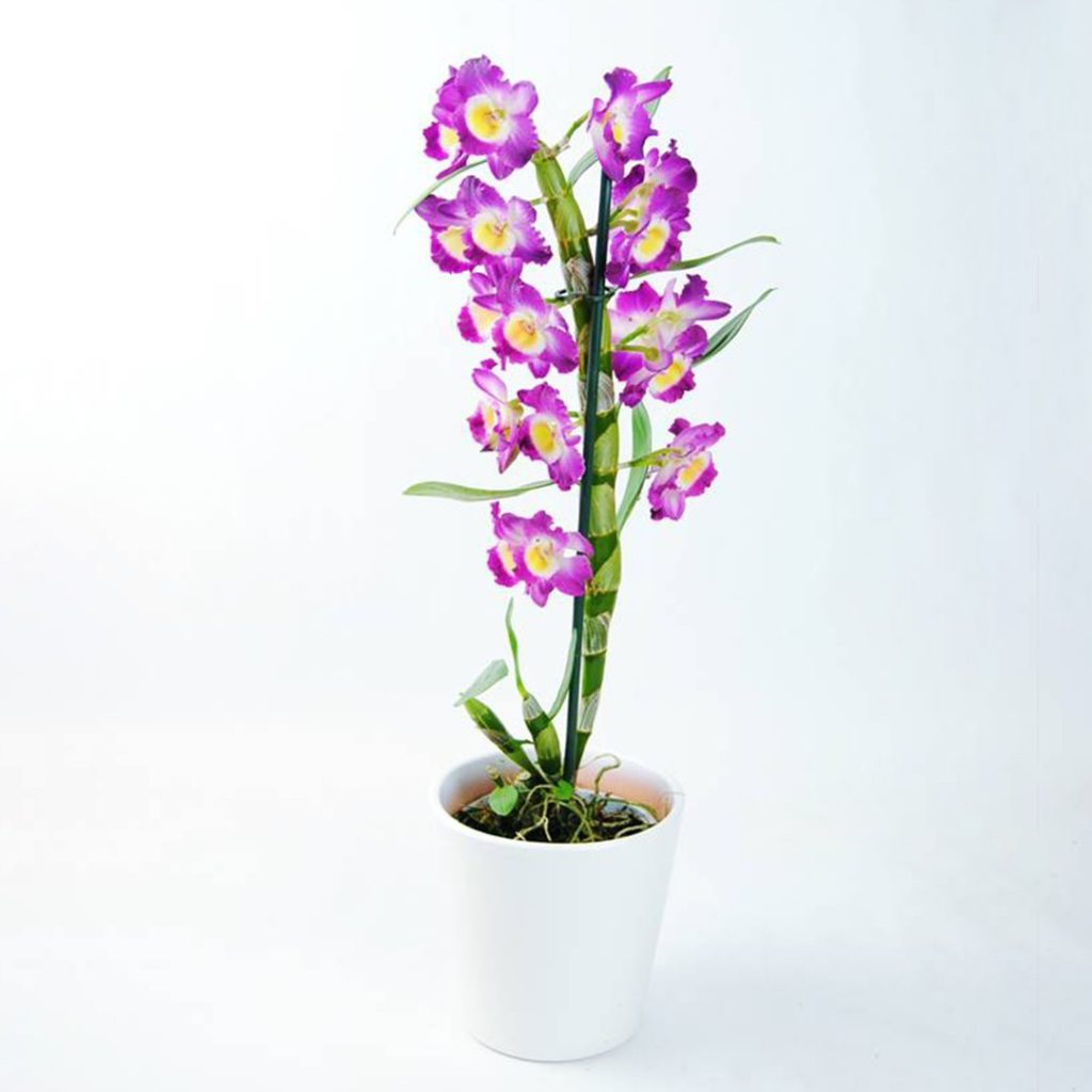 Descubre el significado de las orquídeas según su color - Original Flor ...