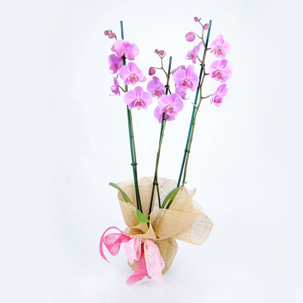 Comprar Orquídea Rosa - Regala una Orquídea - Originalflor.es