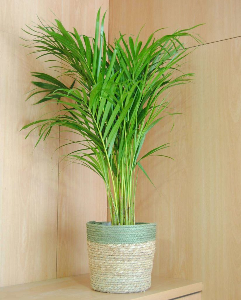 Comprar Areca - Planta de Interior a Domicilio - OriginalFlor.es